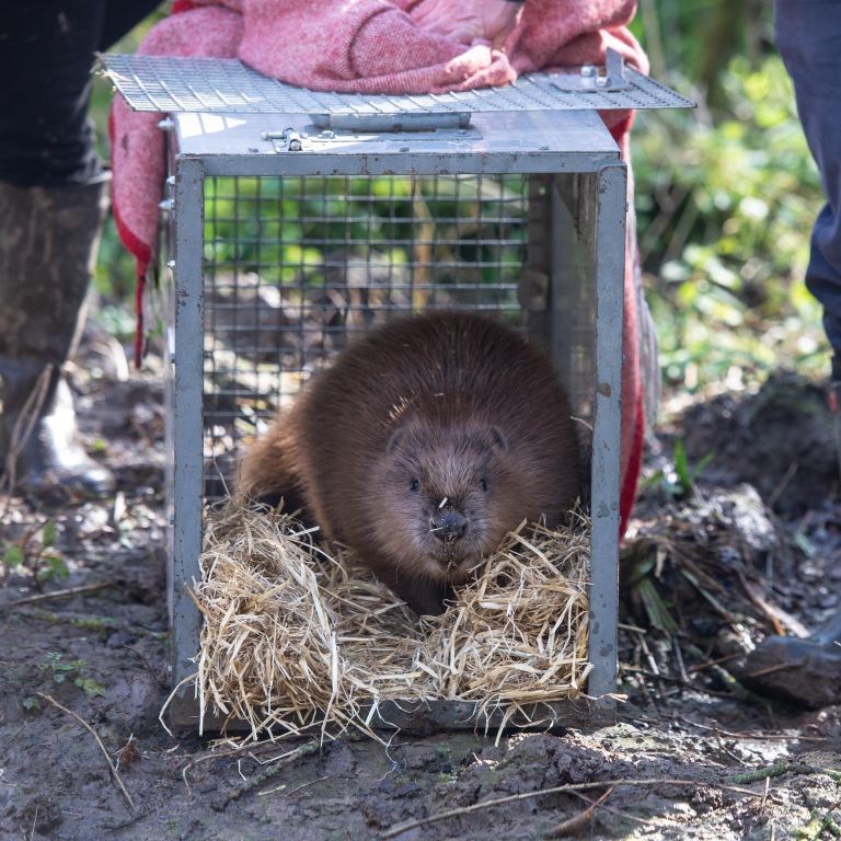 Beavers are back in Enfield | Enfield Council